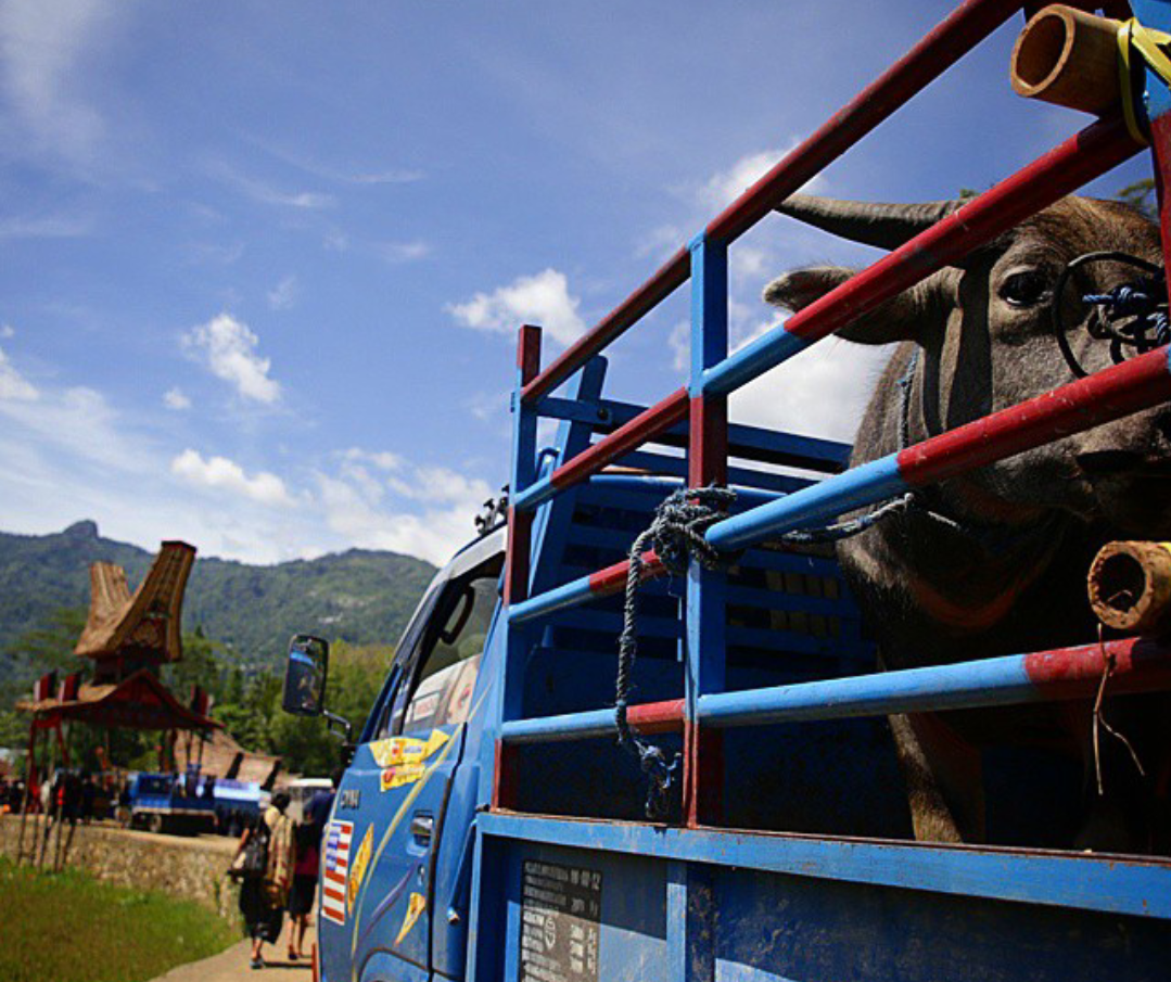 In to the Deep of Toraja (1) – Junaedi Uko